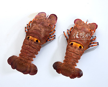 Lobster-Johnson Seafood Co., Ltd.